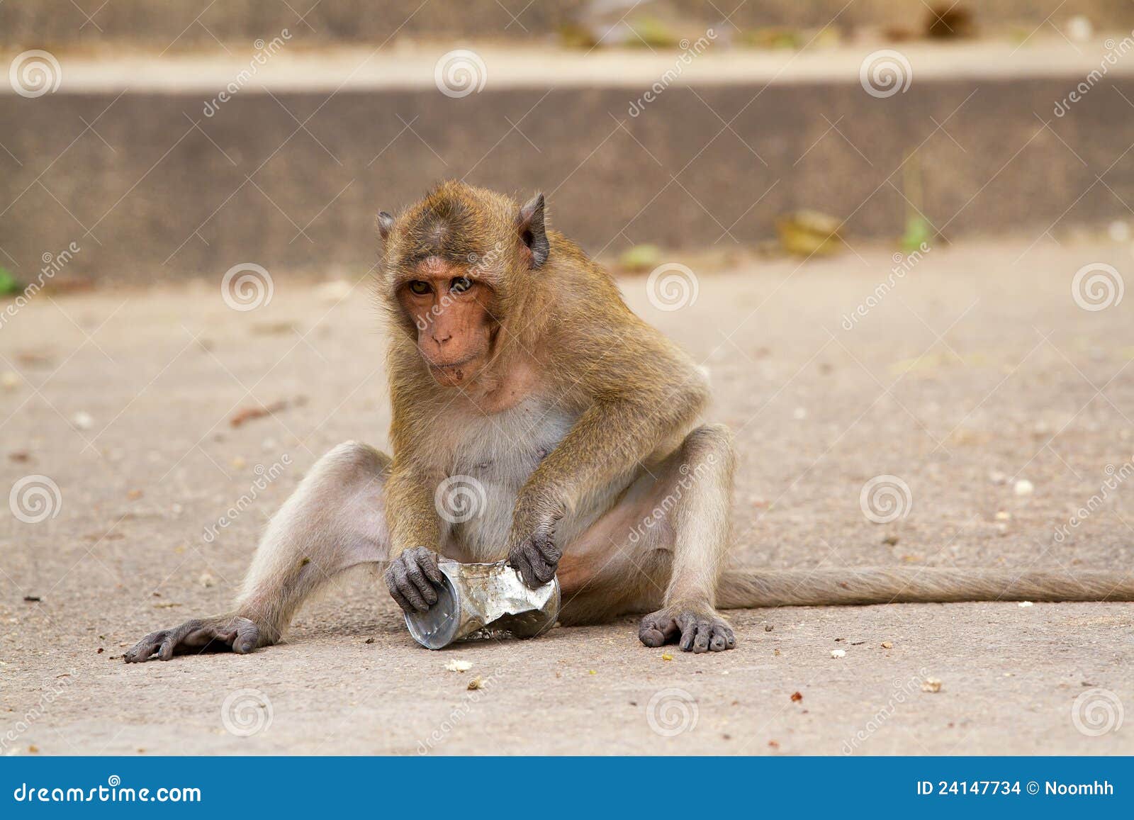 Monkeys play toys. stock photo. Image of background, black - 24147734