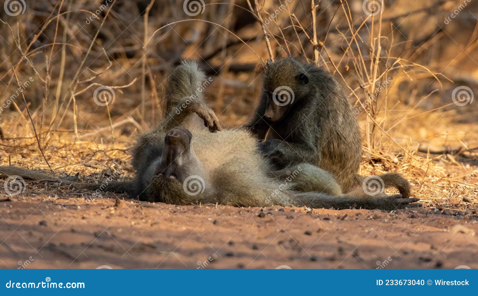 Monkeys Playing Around at the Zoo Stock Photo - Image of adorable, cute ...