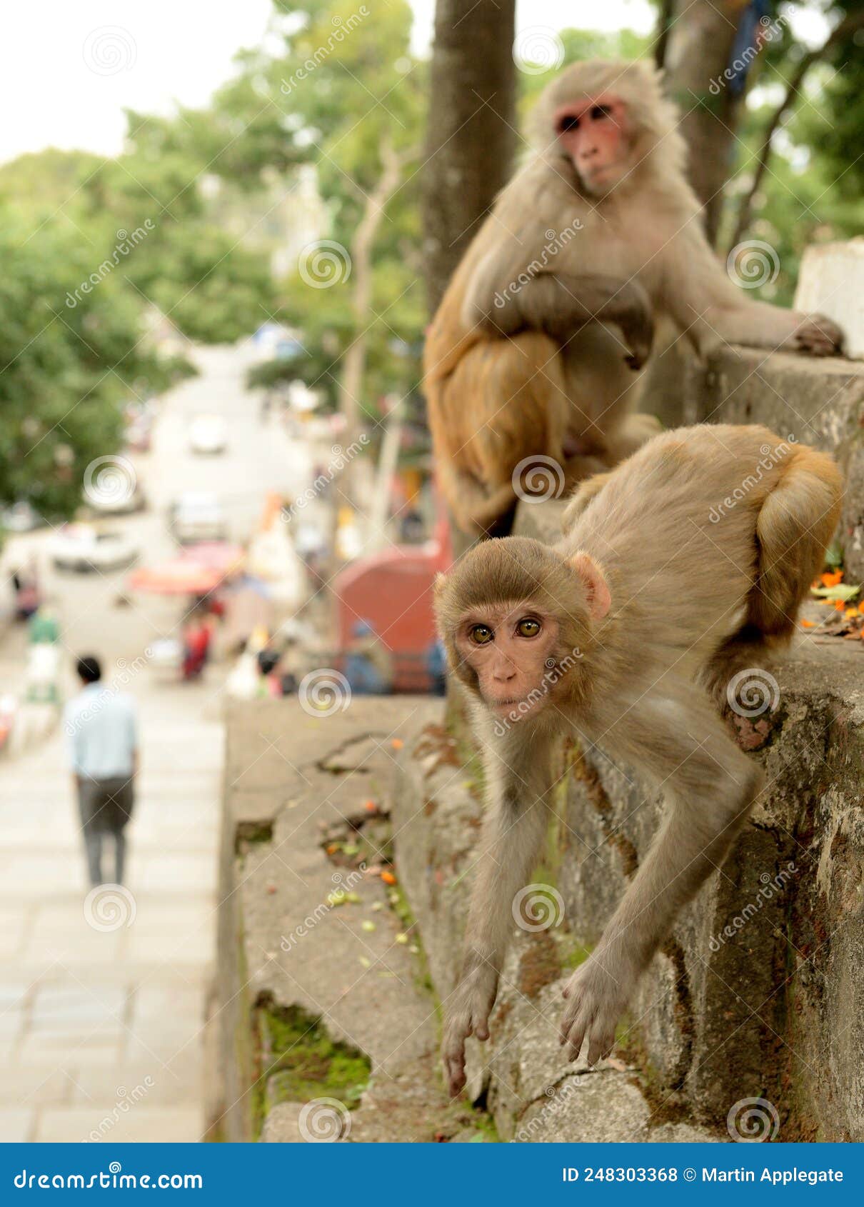 Monkeys Playing at Monkey Temple Stock Photo - Image of nepal, wildlife ...