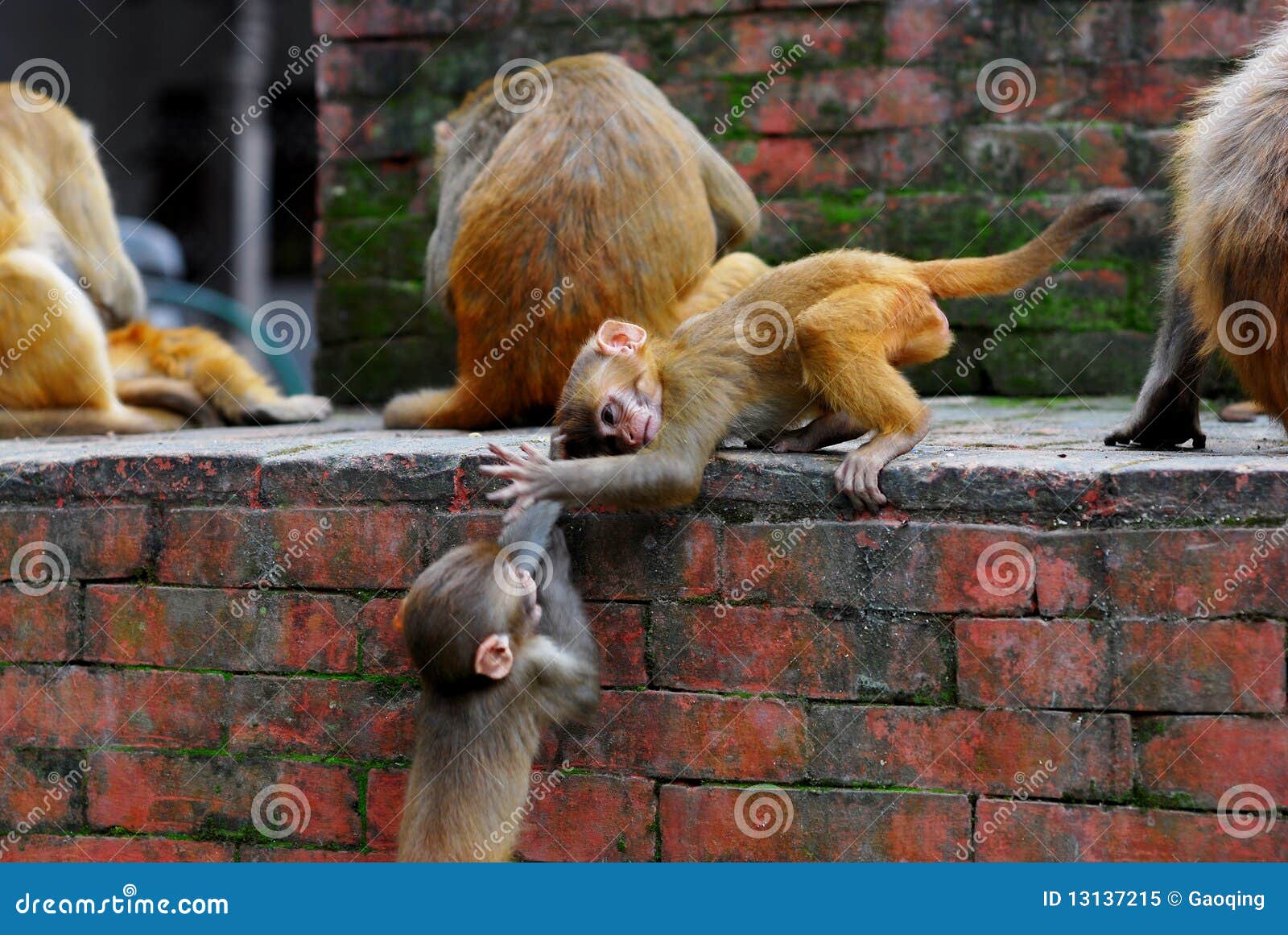 MonkeyS Playing in the Park Stock Image - Image of dreaming, hair: 13137215
