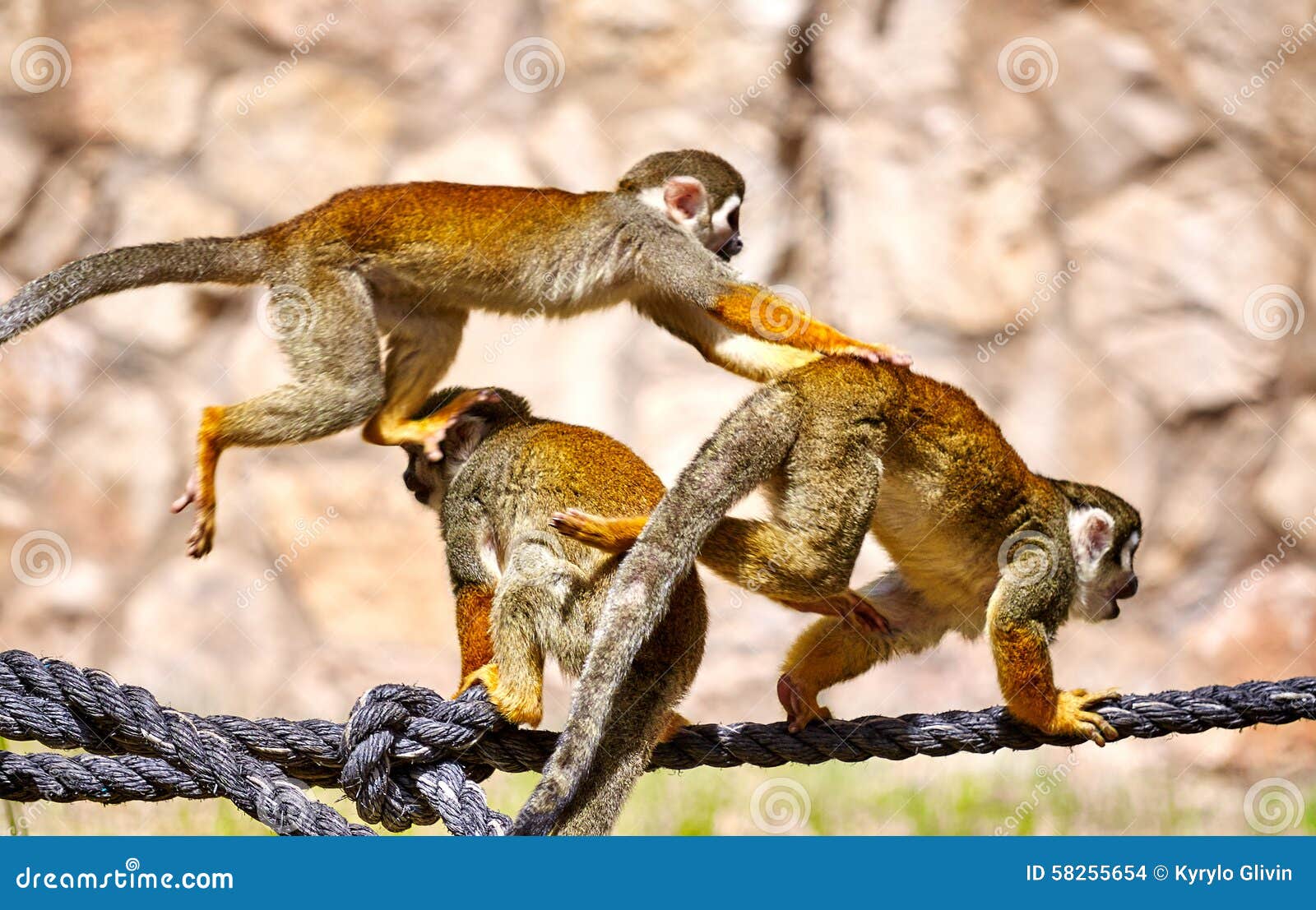 Monkeys Playing on the Rope Stock Photo - Image of candid, animals ...