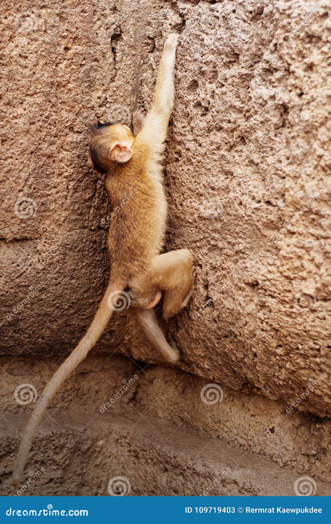 Monkeys are Playing on Stone. Stock Image - Image of animal, country ...