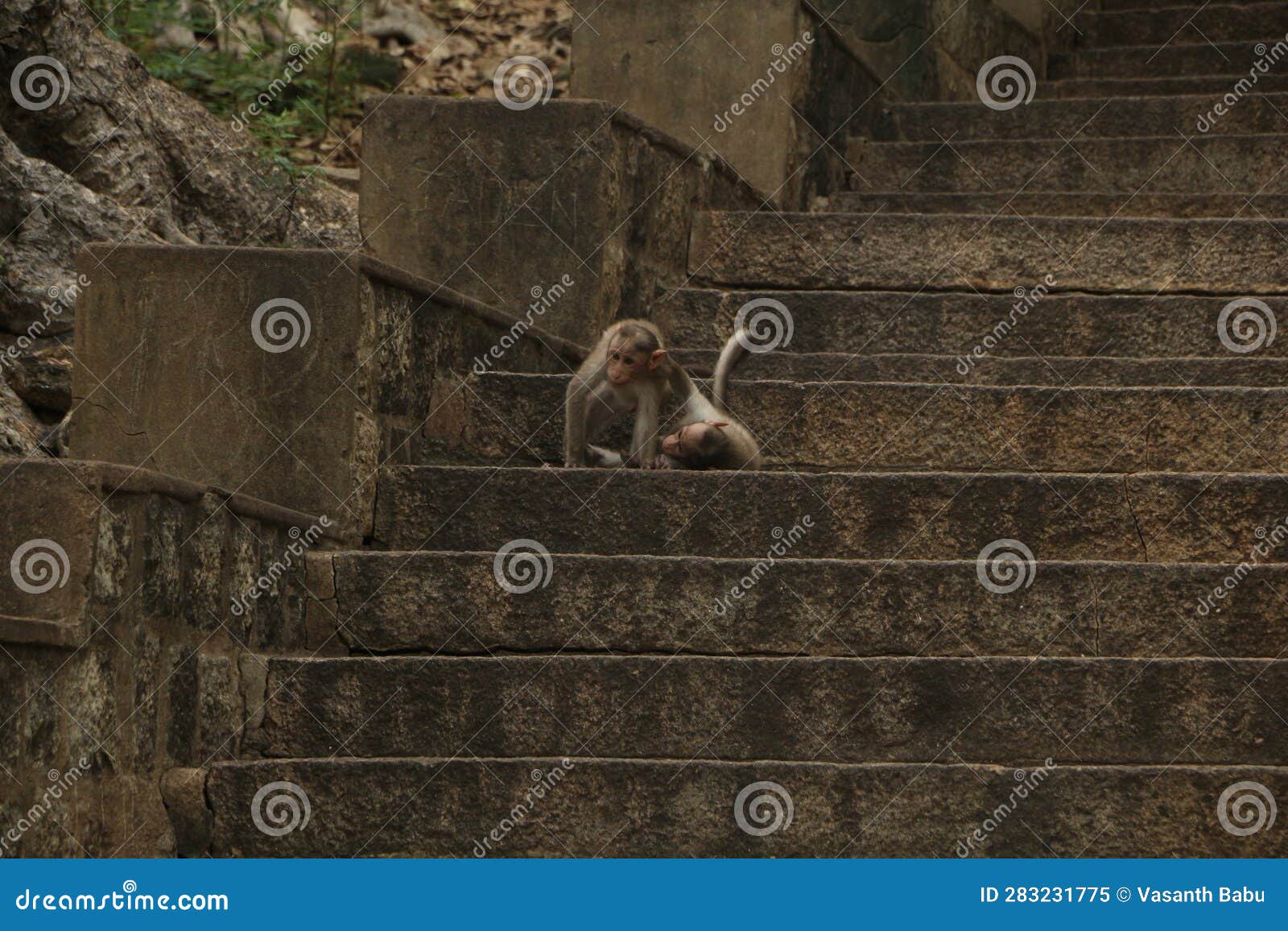 Monkeys Playing in the Temple Door Steps Stock Image - Image of ...