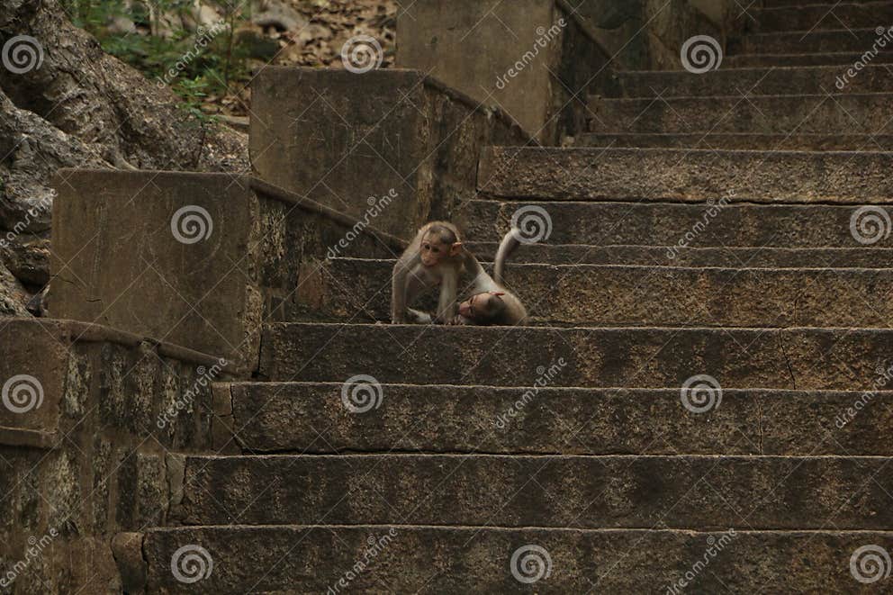 Monkeys Playing in the Temple Door Steps Stock Image - Image of ...