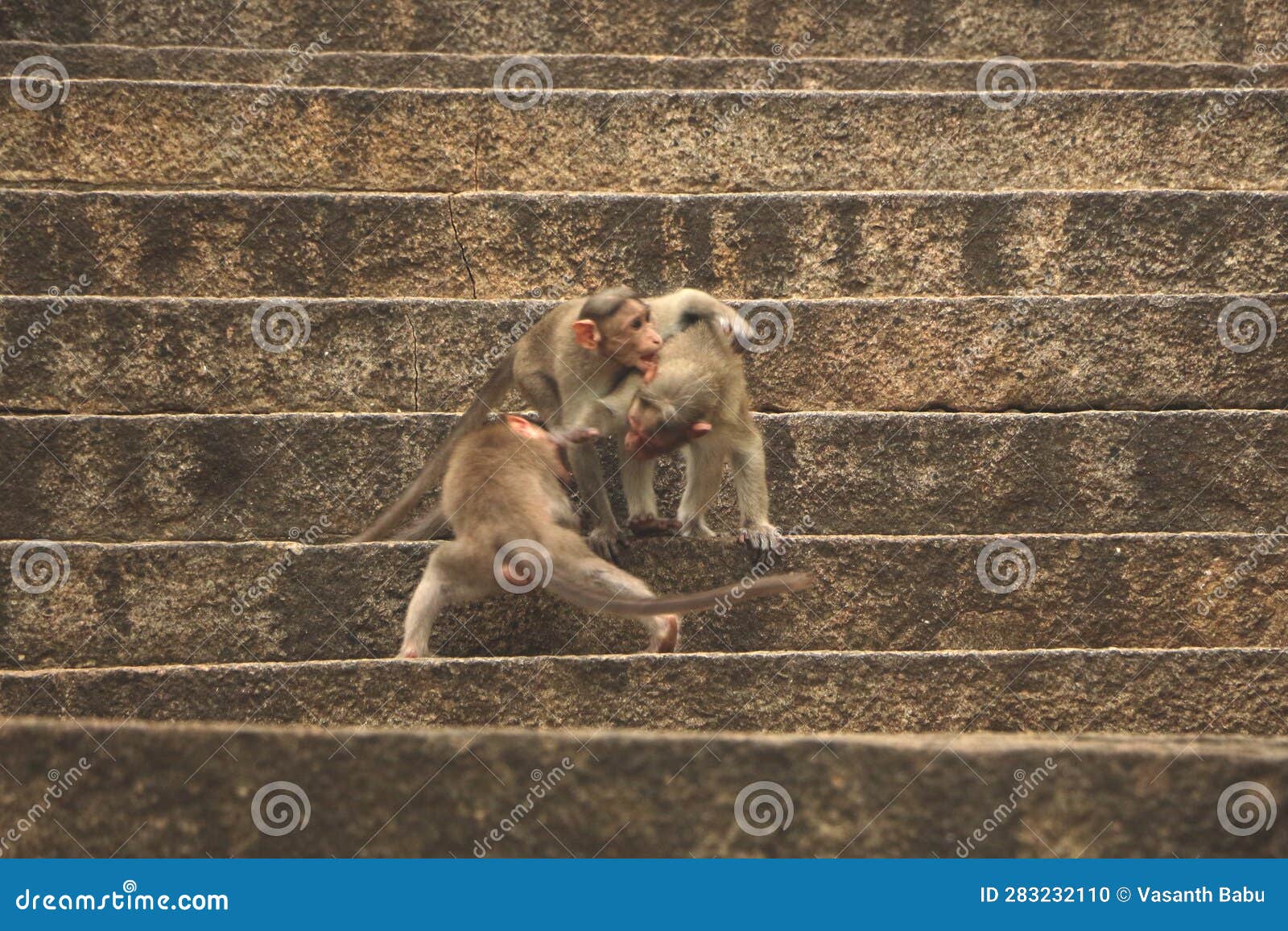Monkeys Playing in the Temple Door Steps Stock Photo - Image of steps ...