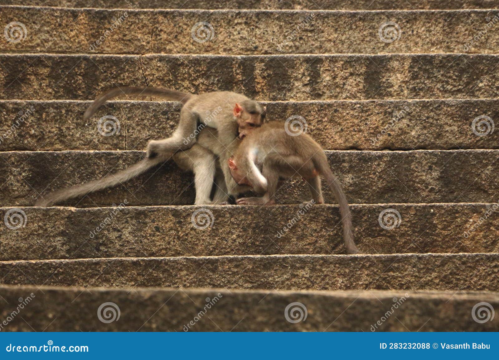 Monkeys Playing in the Temple Door Steps Stock Photo - Image of jungle ...