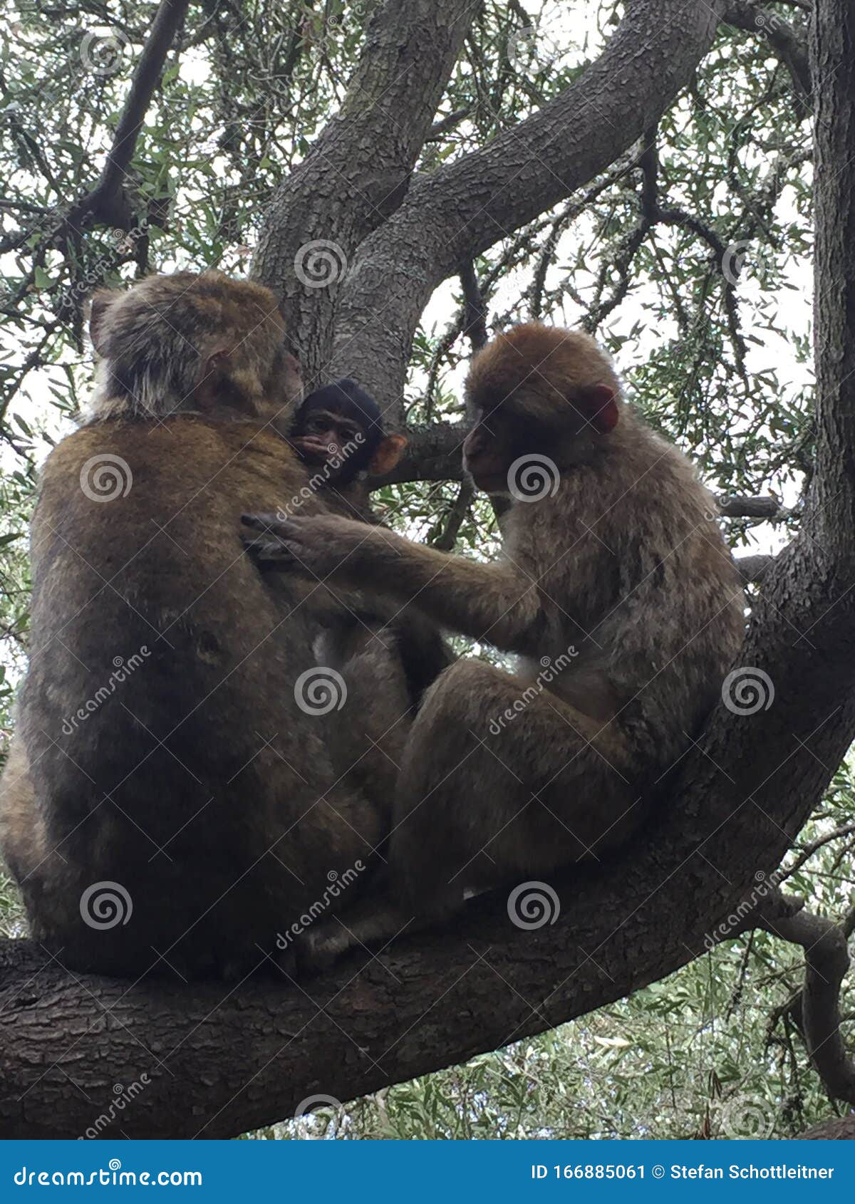 Monkeys Playing Together and Have Fun Stock Image - Image of temple ...