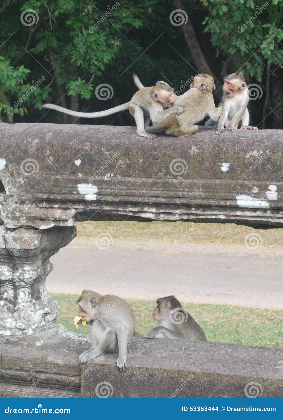 Monkeys Playing stock photo. Image of siem, reap, walls - 53363444