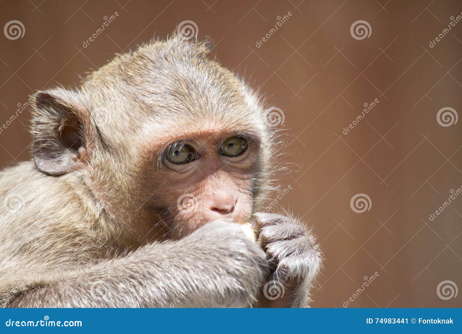 Monkeys portrait stock image. Image of thailand, forest - 74983441