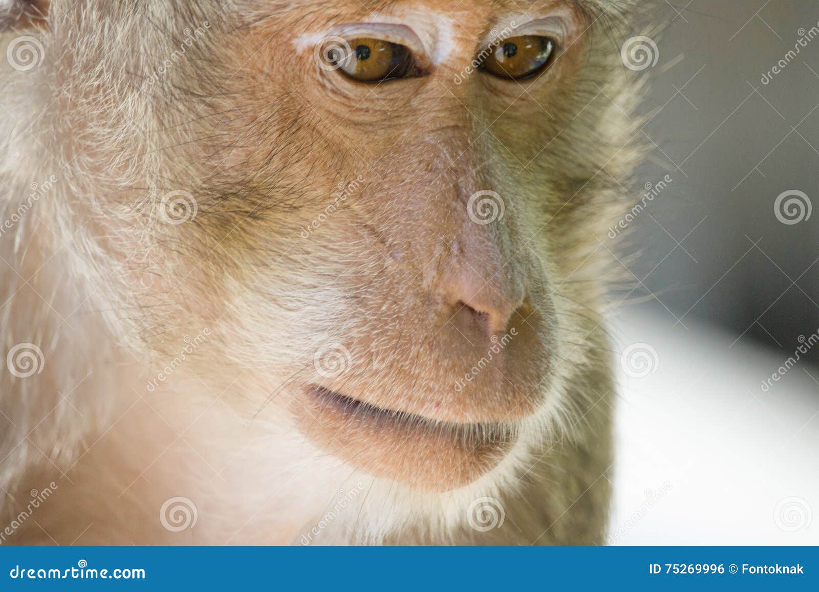 Monkeys portrait stock photo. Image of forest, real, face - 75269996
