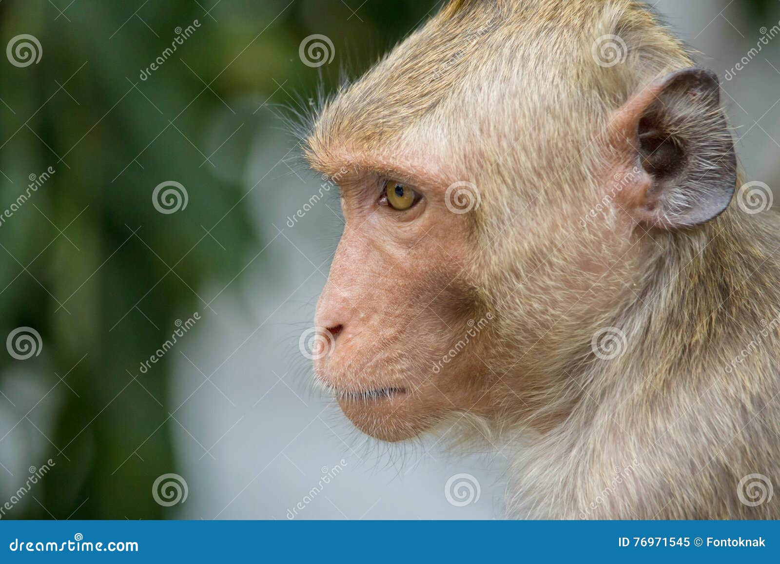 Monkeys portrait stock image. Image of cute, crab, close - 76971545