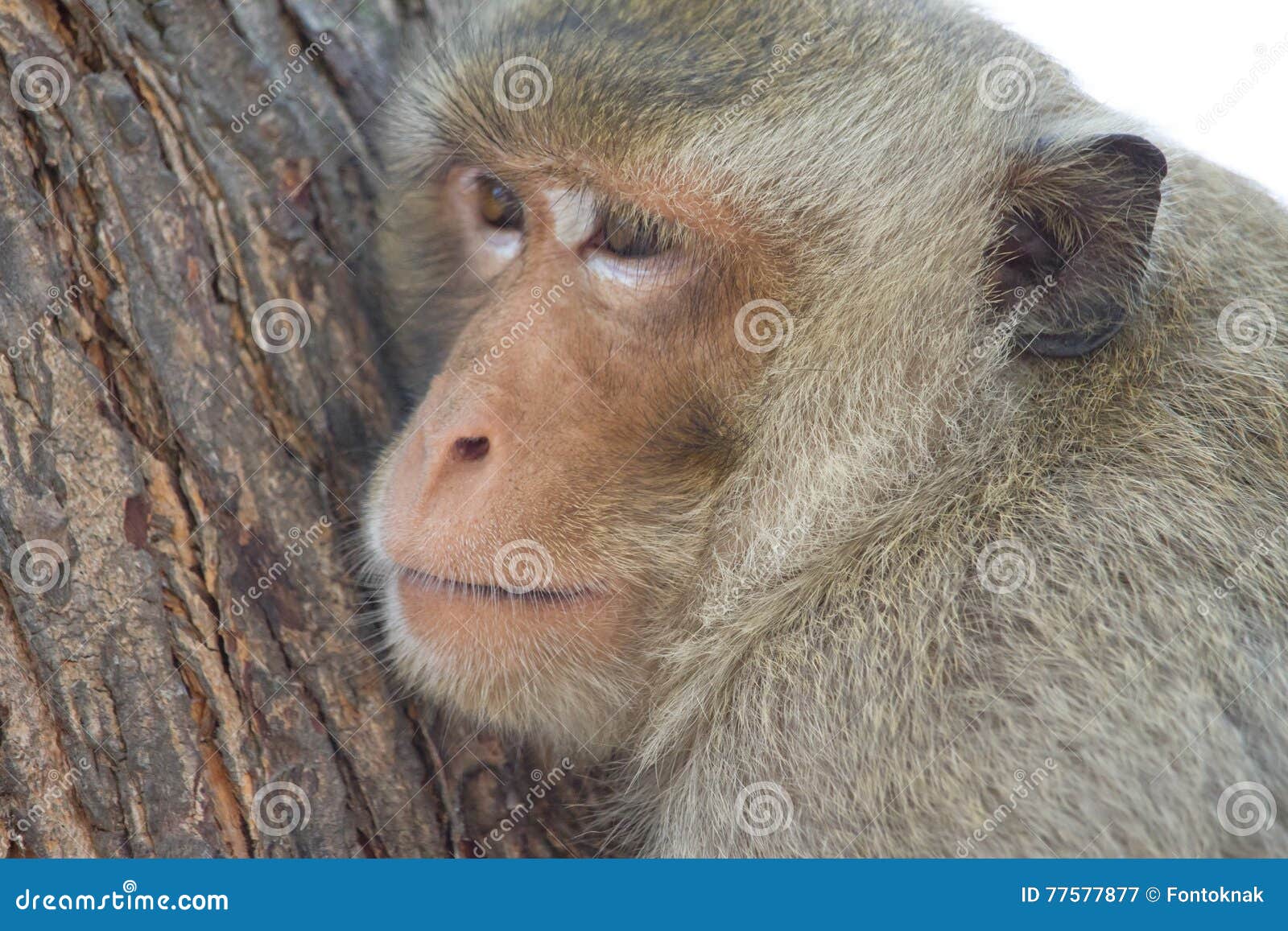 Monkeys portrait stock image. Image of real, portrait - 77577877