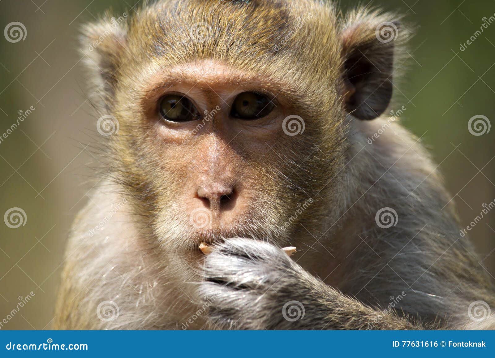 Monkeys portrait stock photo. Image of crab, real, close - 77631616