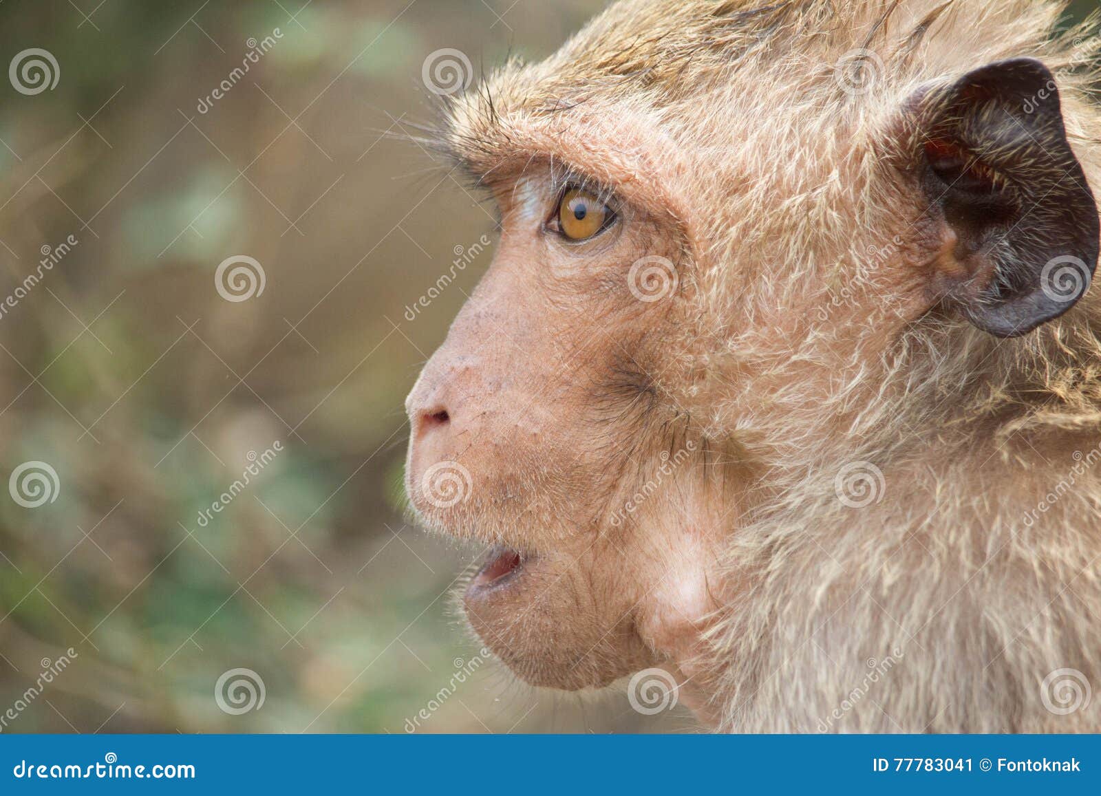 Monkeys portrait stock image. Image of monkey, tropical - 77783041