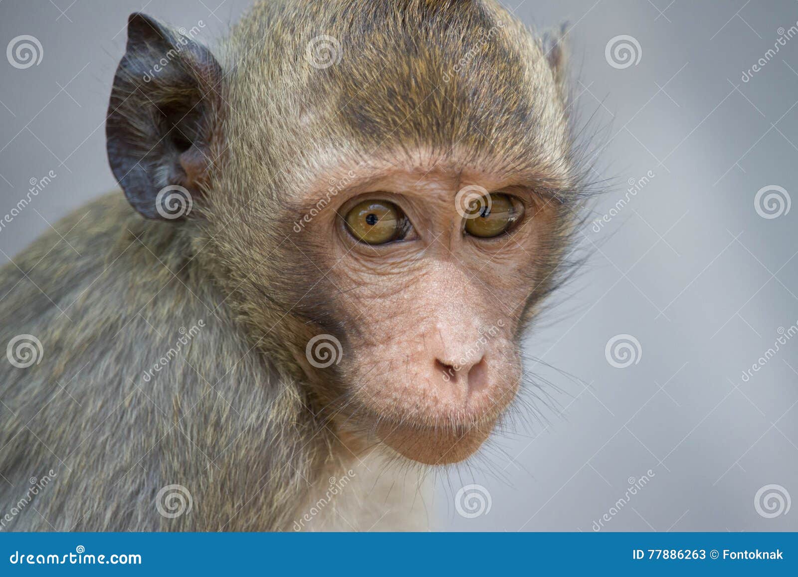 Monkeys portrait stock image. Image of cute, tropical - 77886263