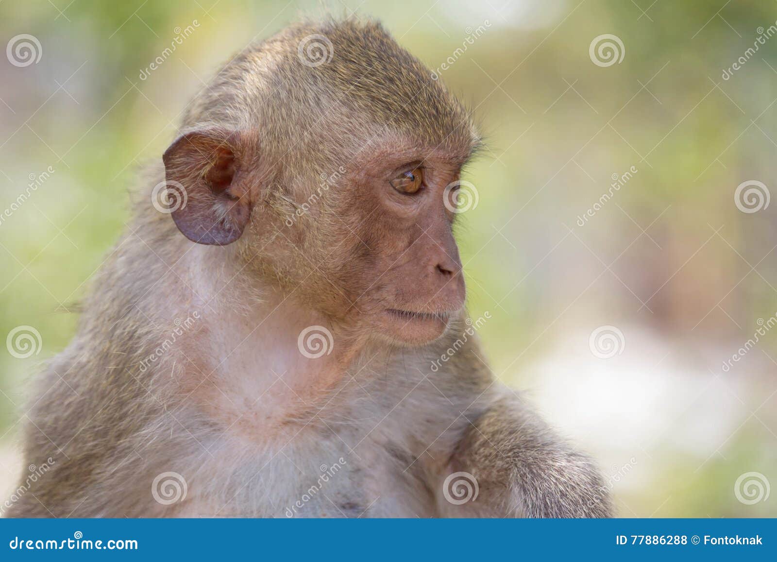 Monkeys portrait stock photo. Image of real, monkey, face - 77886288