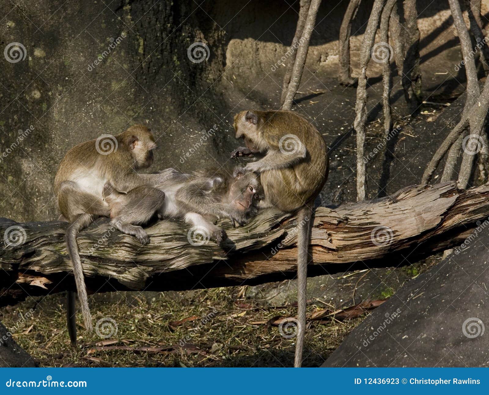 Monkeys Pruning a Friend stock image. Image of nature - 12436923