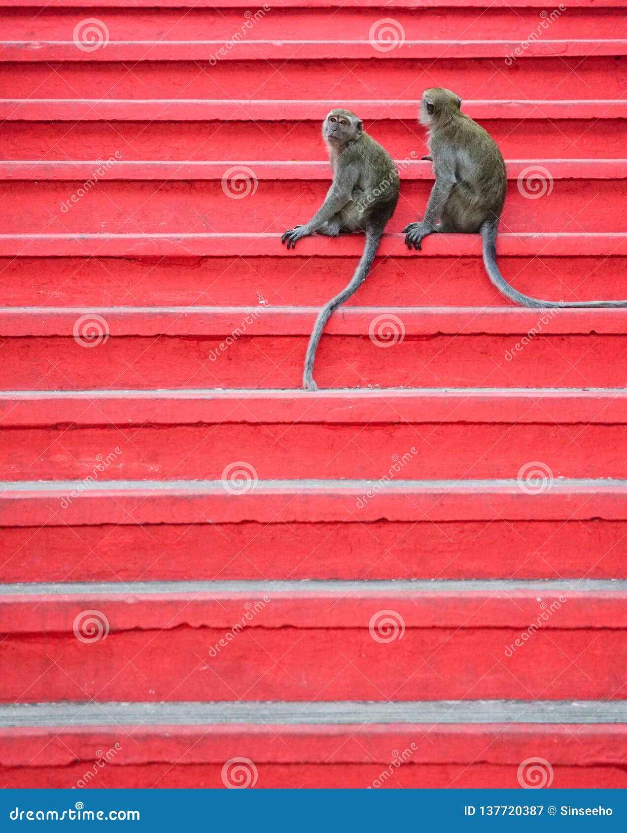 Monkeys on red staircase stock image. Image of twins - 137720387