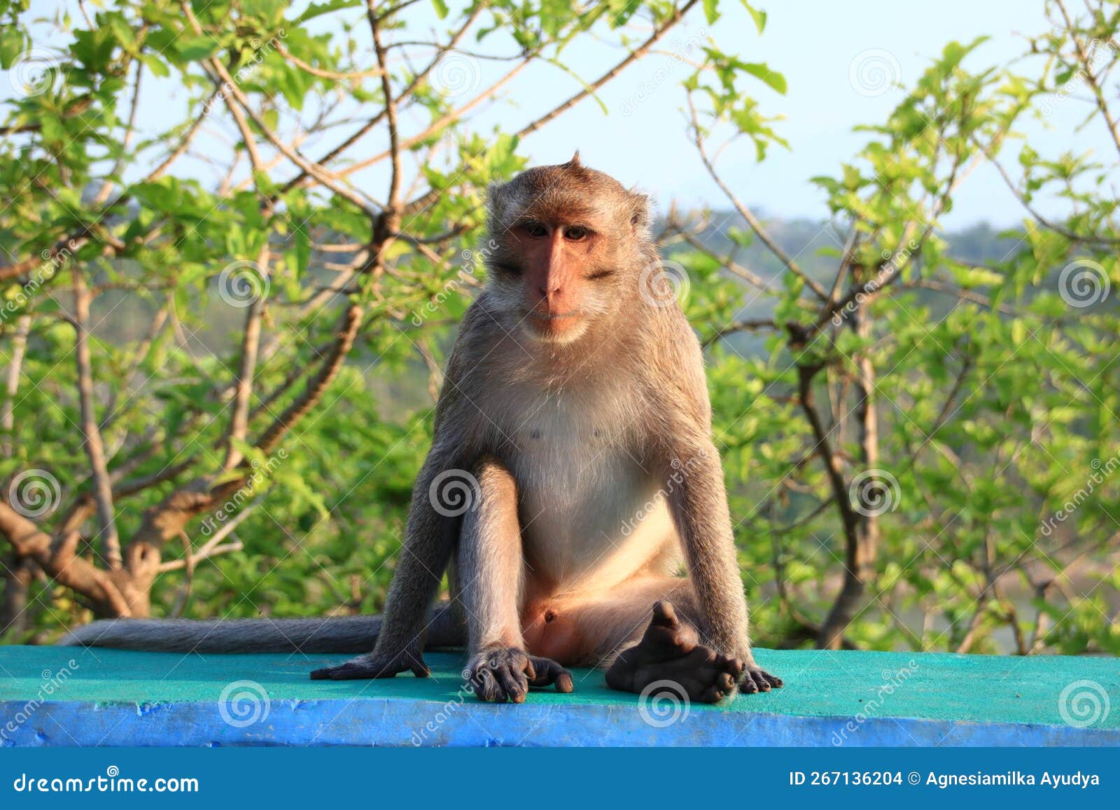 Monkeys Relax at Dusk among the Trees Stock Photo - Image of chimpanzee ...