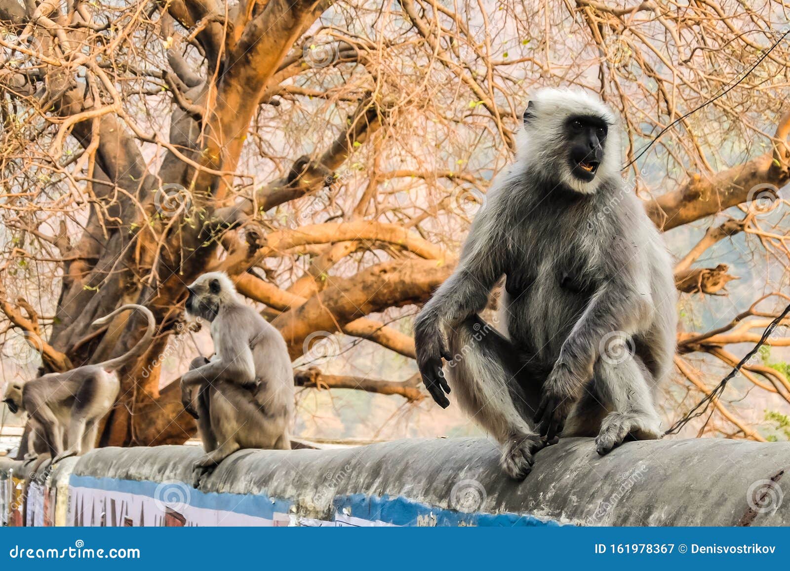 Monkeys in Rishikesh stock image. Image of rishikesh - 161978367