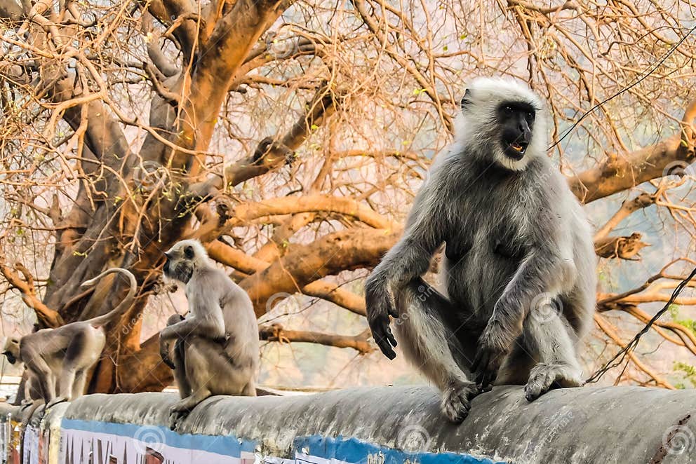 Monkeys in Rishikesh stock image. Image of rishikesh - 161978367