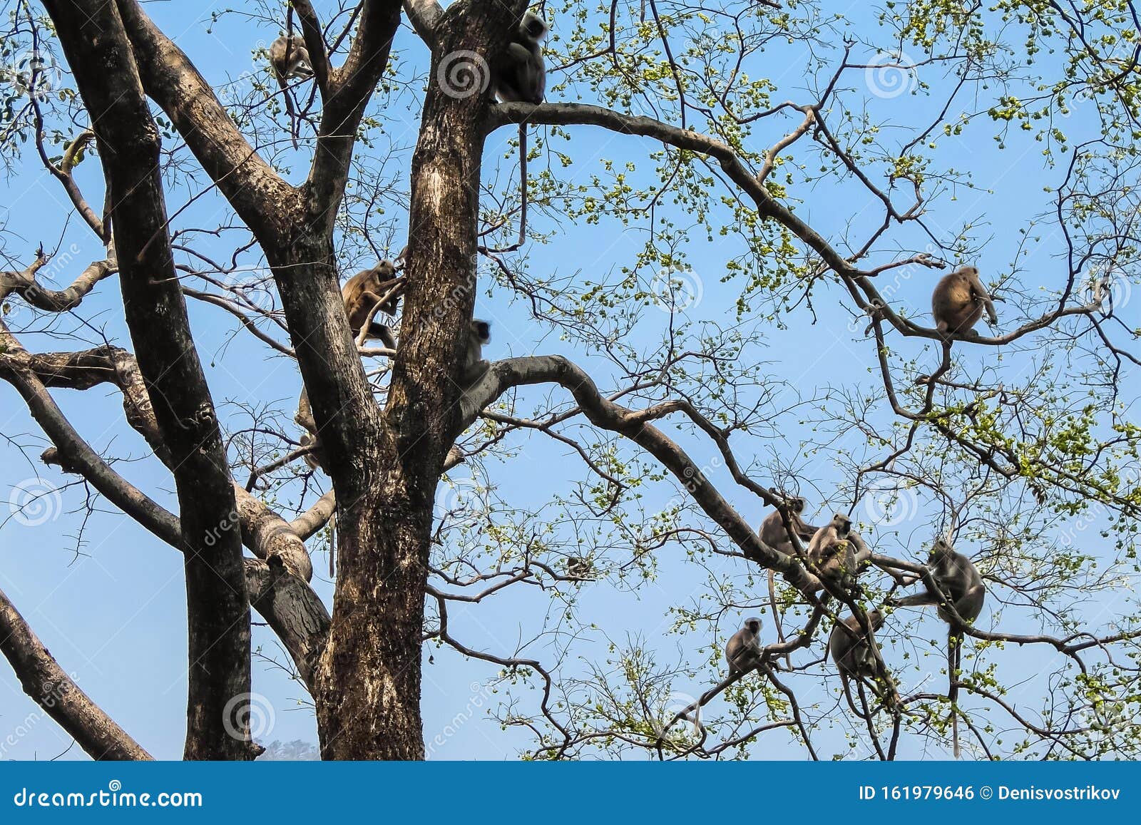 Monkeys in Rishikesh stock photo. Image of destination - 161979646