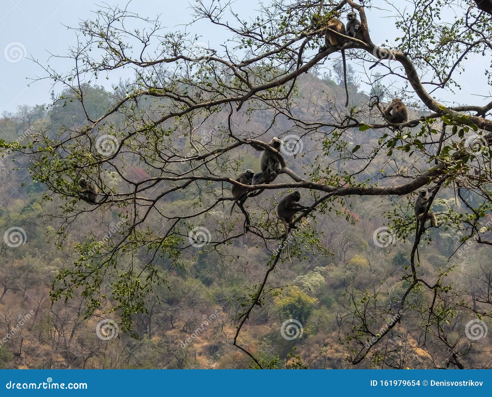 Monkeys in Rishikesh stock photo. Image of rishikesh - 161979654