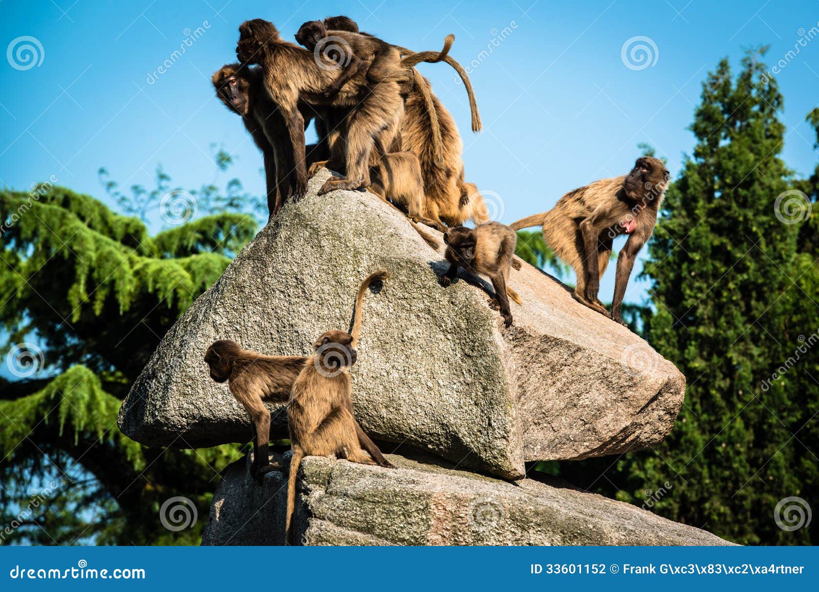 Monkeys on a rock stock photo. Image of carry, care, curious - 33601152