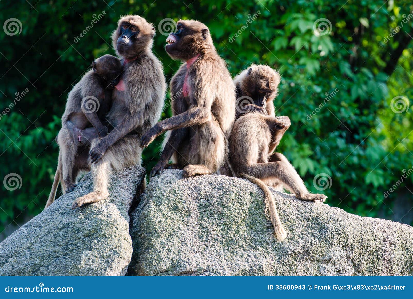 Monkeys on a rock stock image. Image of carry, outdoor - 33600943