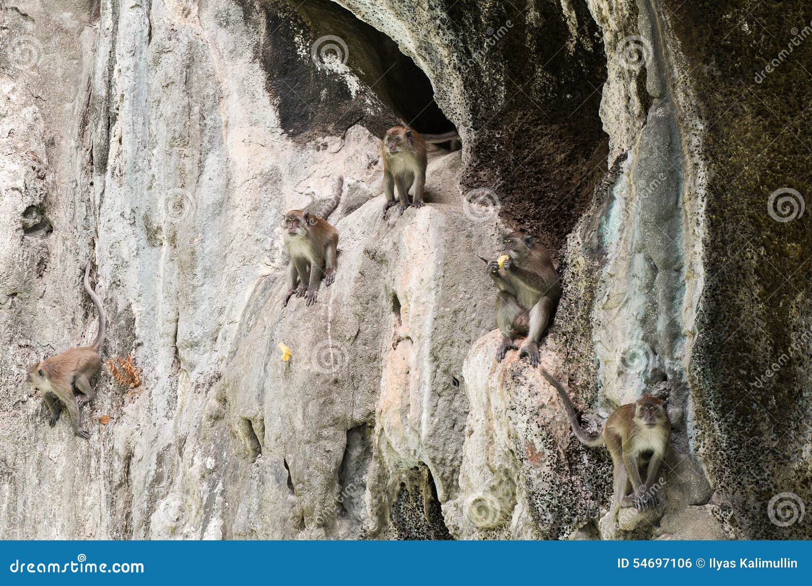 Monkeys on the rock stock photo. Image of nature, mountain - 54697106