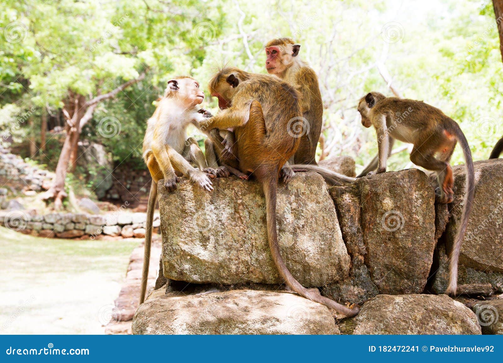 Monkeys On The Rocks In The Rainforest, Some Long Tailed Monkeys At Sri ...