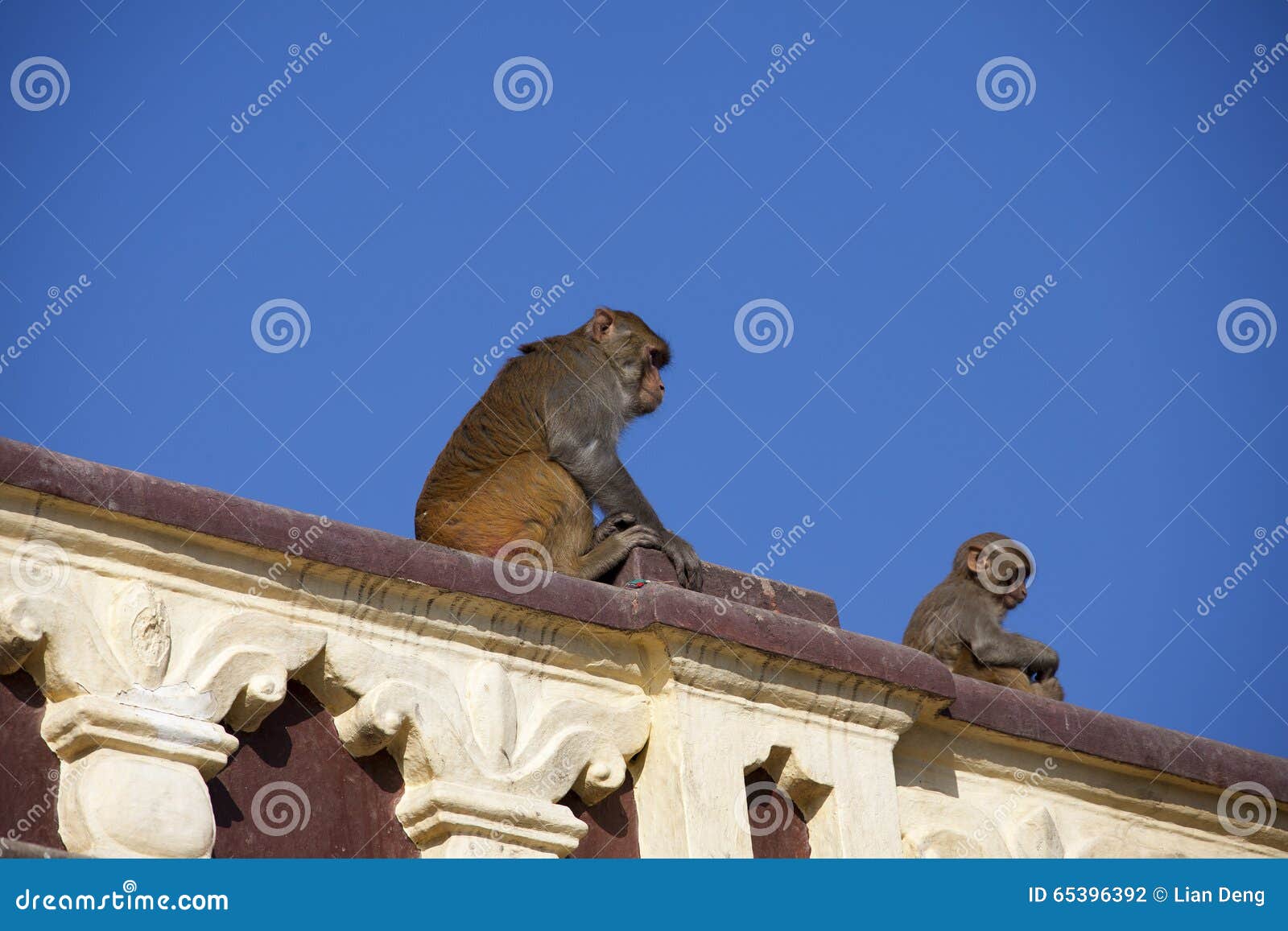 Monkeys on the roof stock photo. Image of blue, roof - 65396392