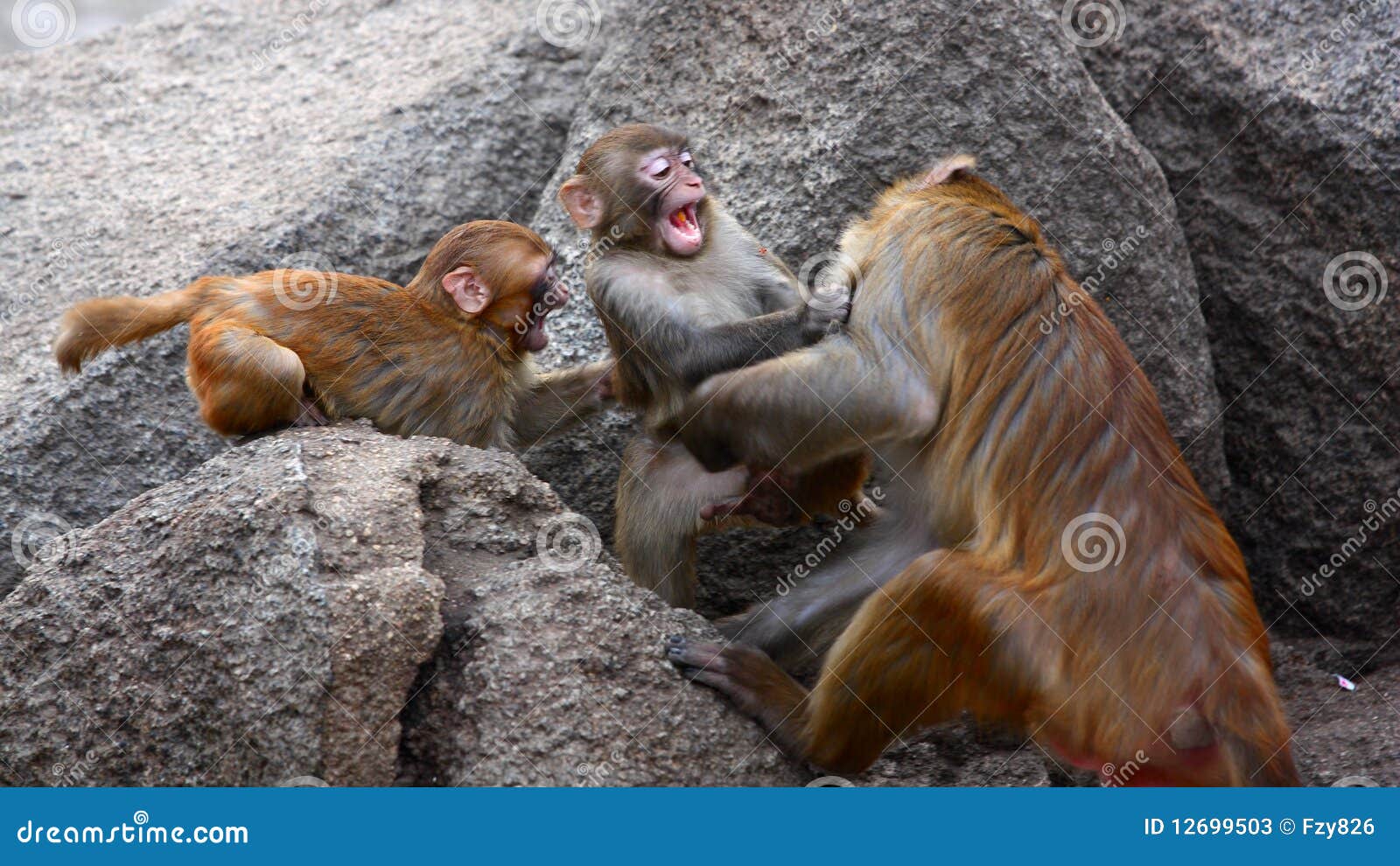 Monkeys scuffle stock image. Image of wild, conflict - 12699503
