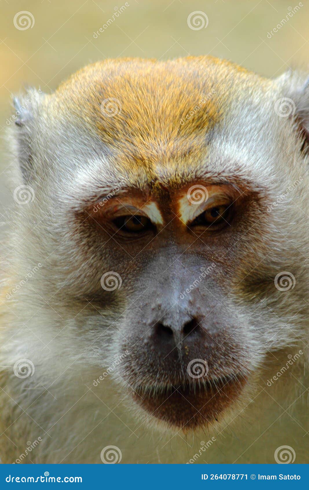 Monkey face stock image. Image of nose, chimpanzee, snout - 264078771