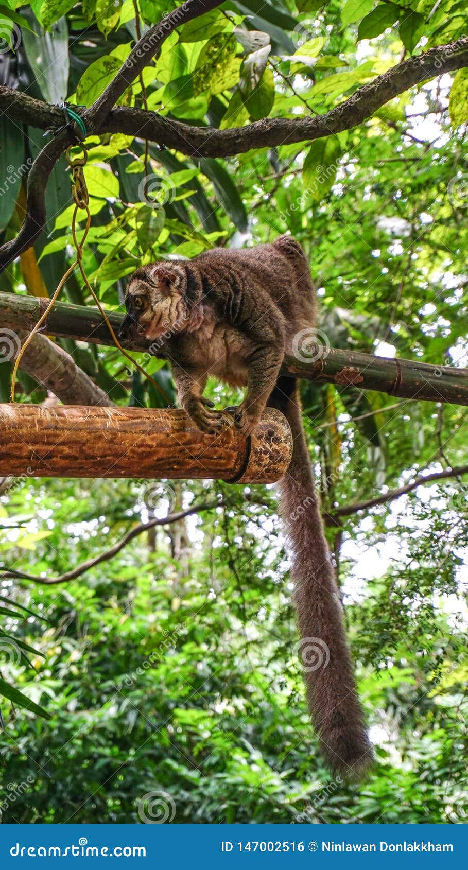 Monkeys in Singapore Botanic Garden Stock Photo - Image of hair ...