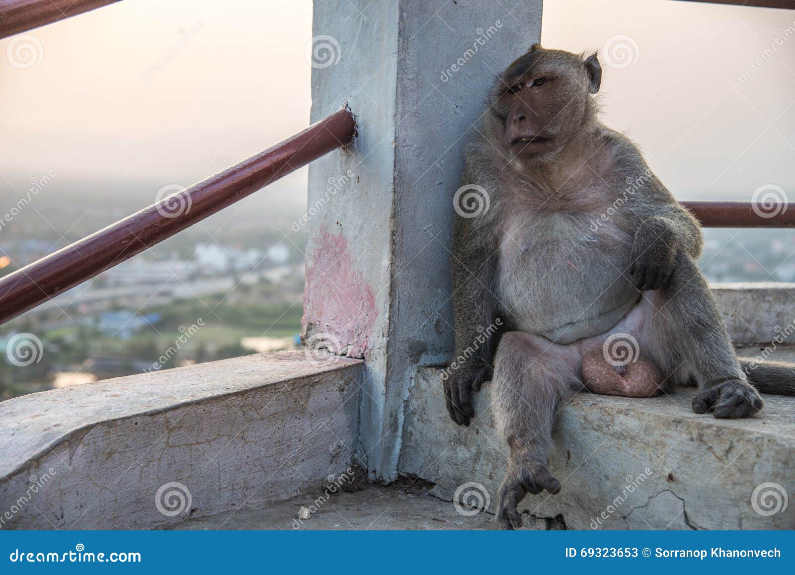 Monkeys Sit on the Boring Life Stock Image - Image of beauty, asia ...
