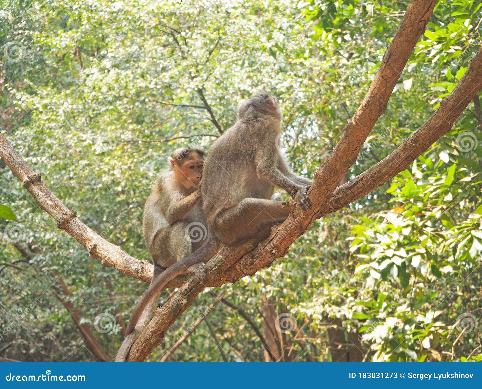 Monkeys Sit on a Tree and One Cleans the Other`s Fur. Stock Image ...