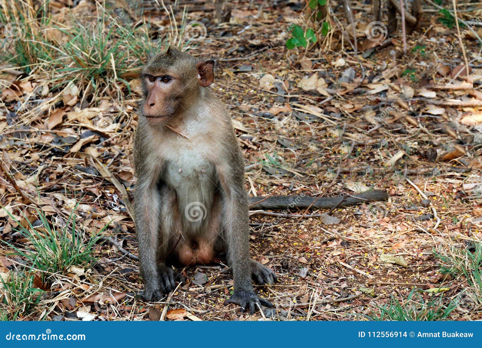 Monkeys sit in the wild stock photo. Image of aisa, india - 112556914