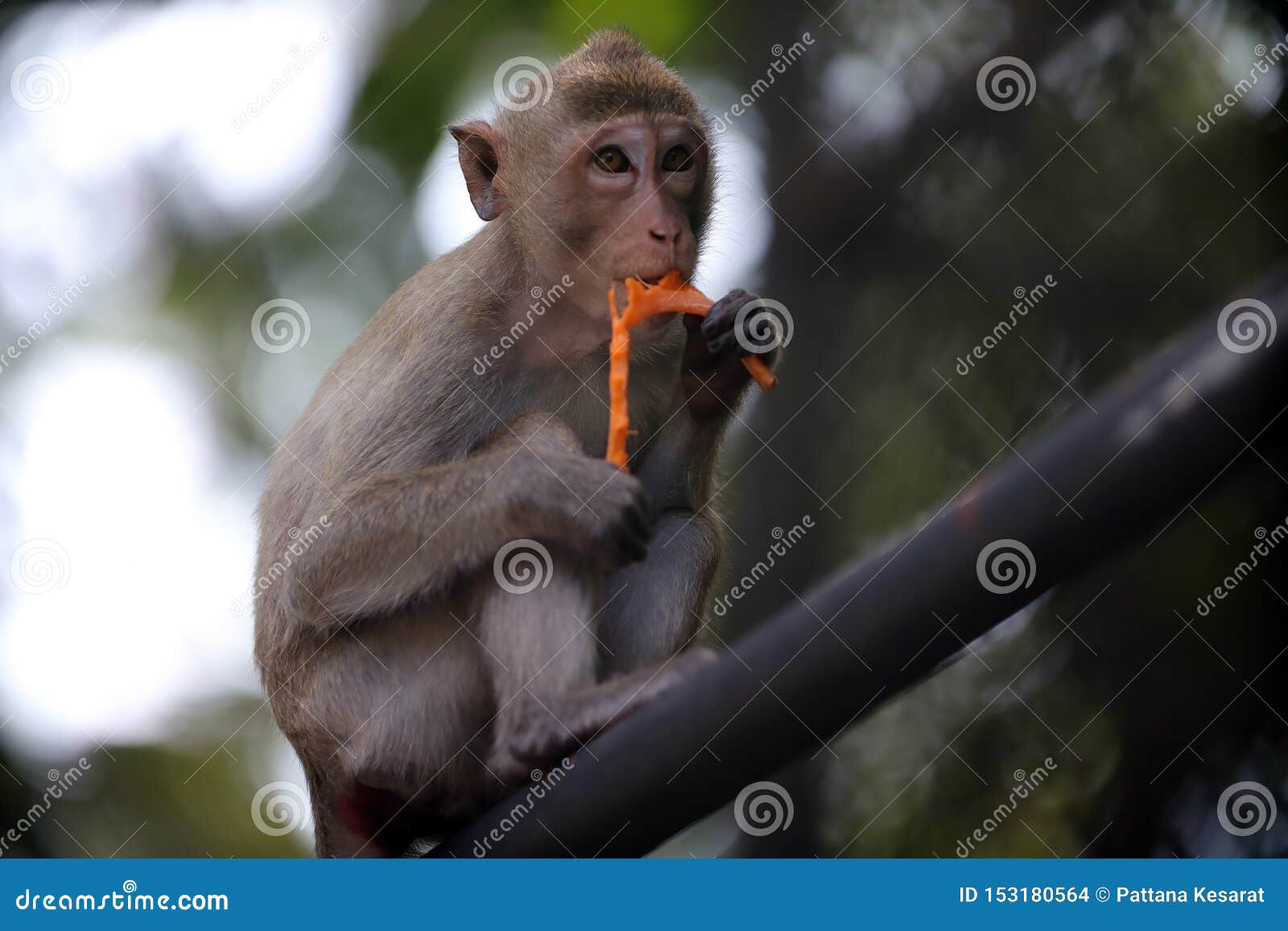 The Monkeys Sits and Eating Fruit Stock Photo - Image of rainforest ...