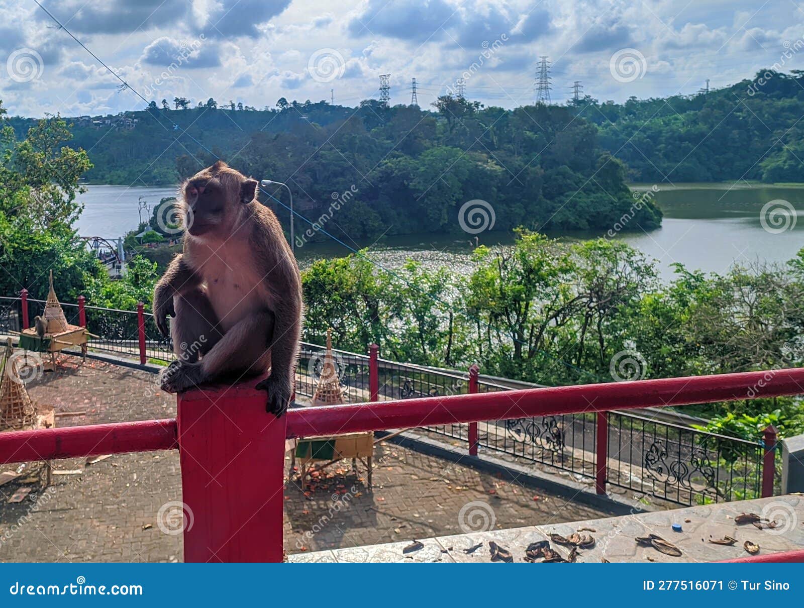 Monkeys Sitting and Enjoying the View Stock Image - Image of tropics ...