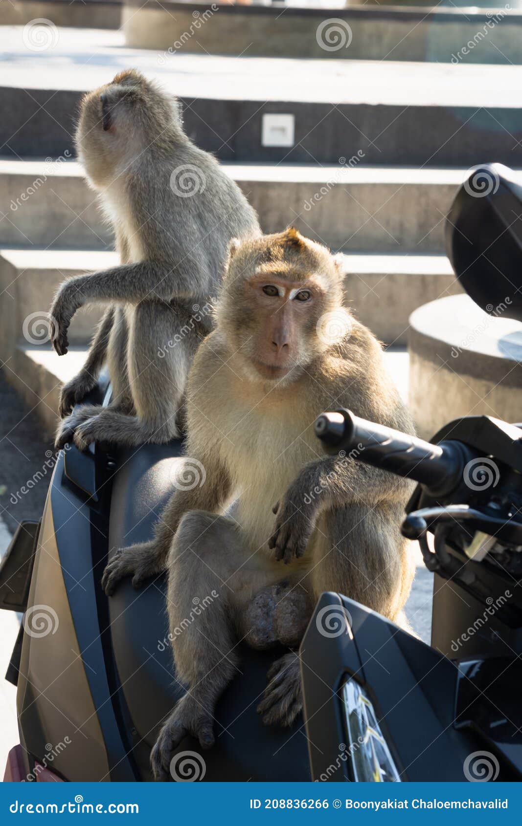 Monkeys Sitting on a Motorcycle. Stock Photo - Image of motorbike ...