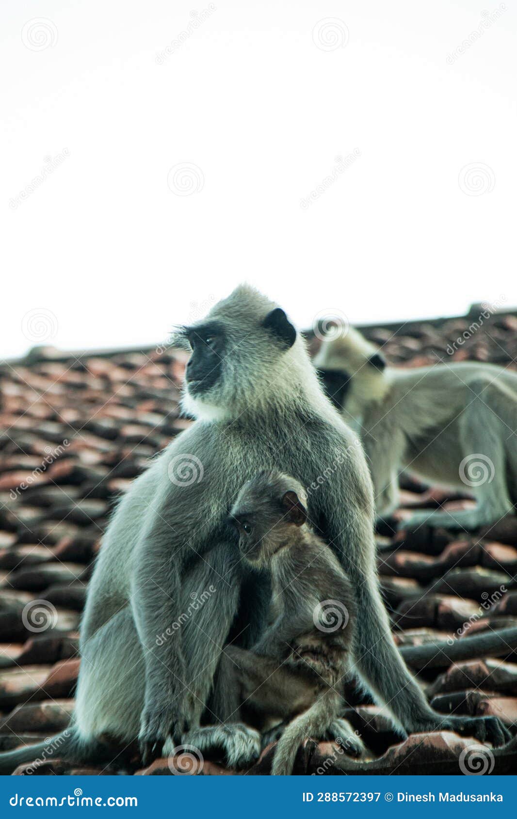 Monkeys Sitting on the Roof of the House in Sri Lanka. Stock Image - Image of disabled ...