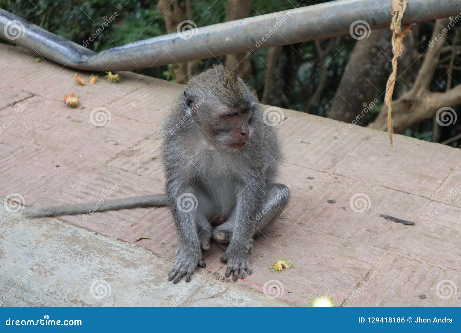 The monkey is sitting stock photo. Image of sitting - 129418186