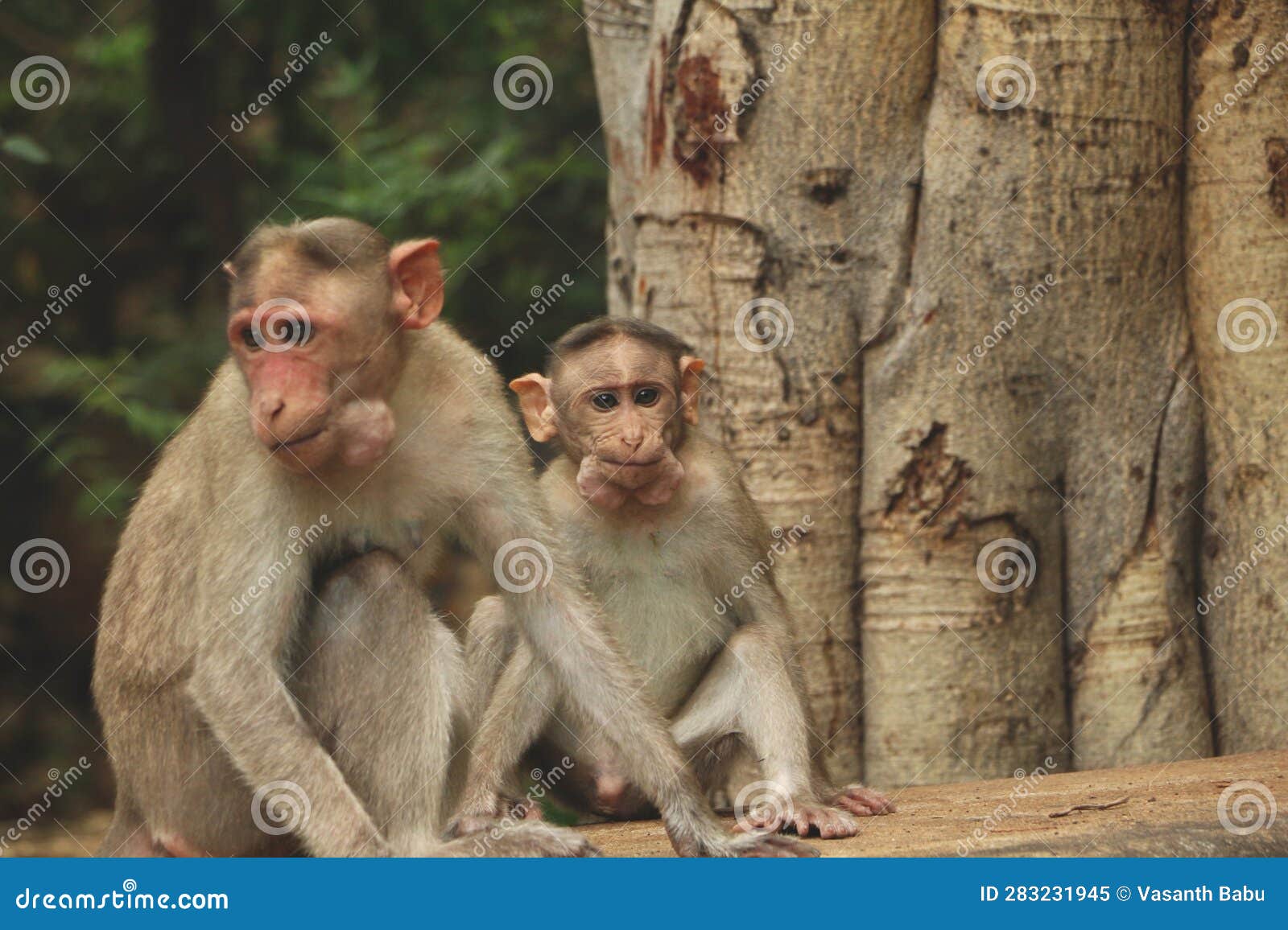 Monkeys Sitting in the Temple Door Steps Stock Image - Image of animal ...