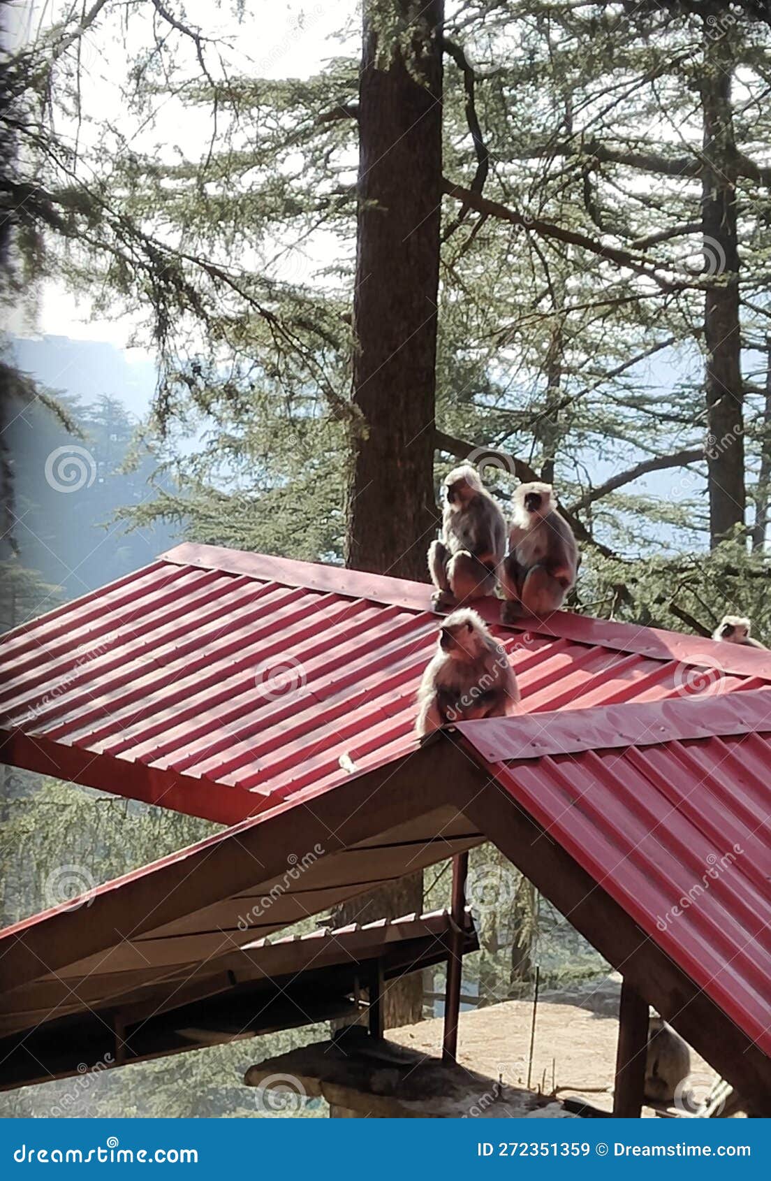 Monkeys Sitting on a Tin Roof of a House Stock Image - Image of house ...