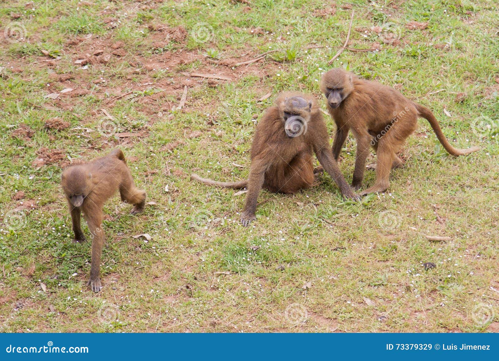 Monkeys sitting together stock image. Image of kingdom - 73379329