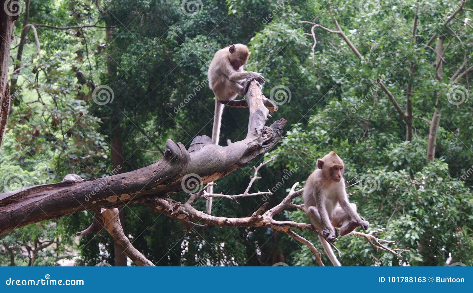Monkeys Sitting on the Tree Stock Image - Image of group, scenery ...