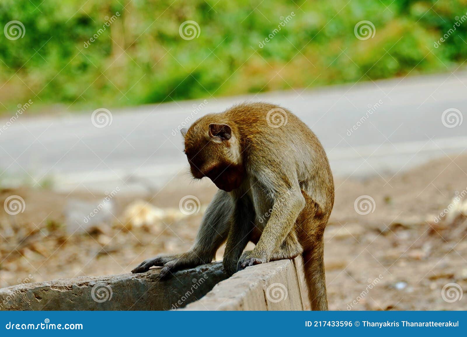 Monkeys are Sitting Waiting for Food from People. Stock Photo - Image ...