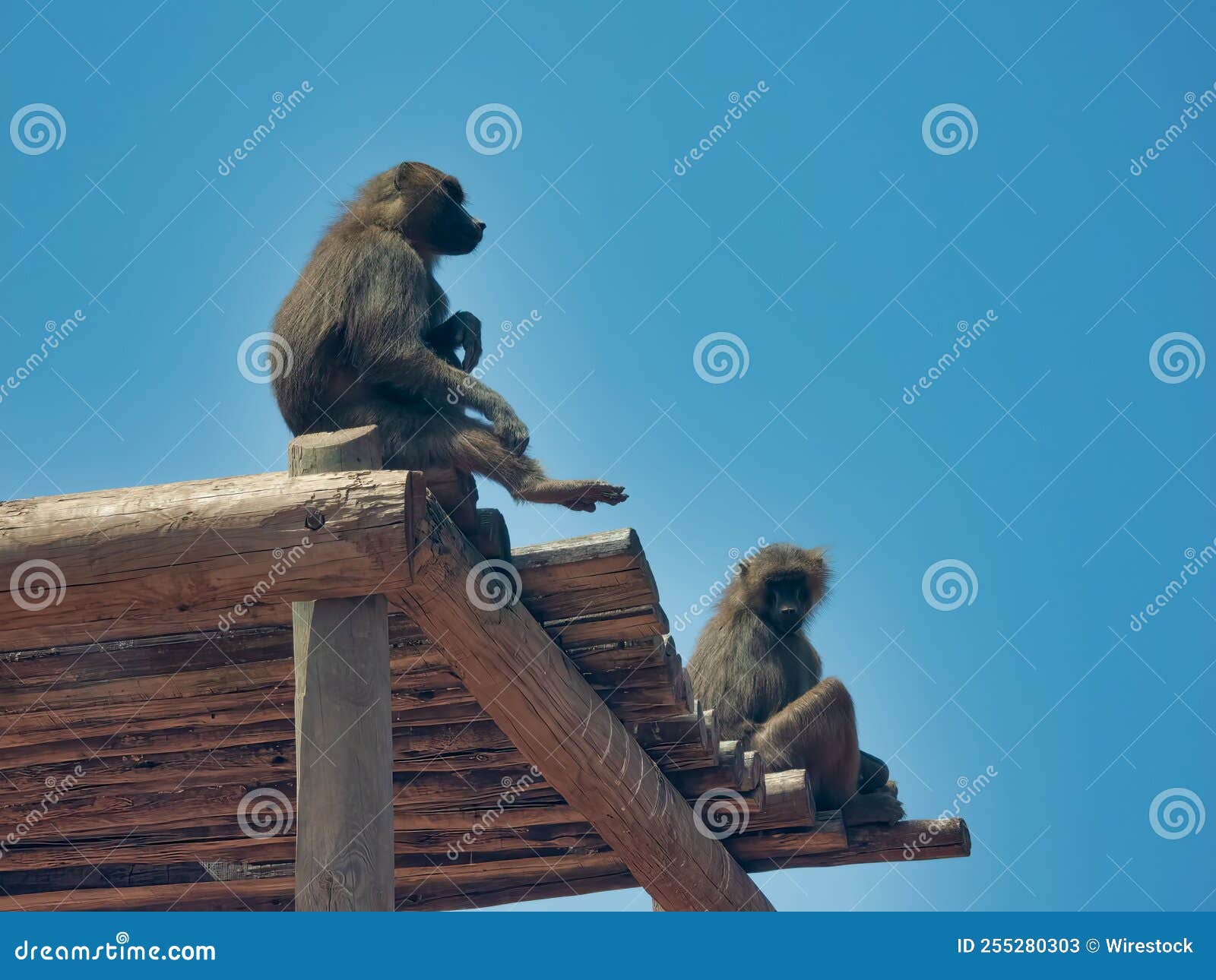 Monkeys Sitting on a Wooden Rooftop Stock Image - Image of beautiful ...