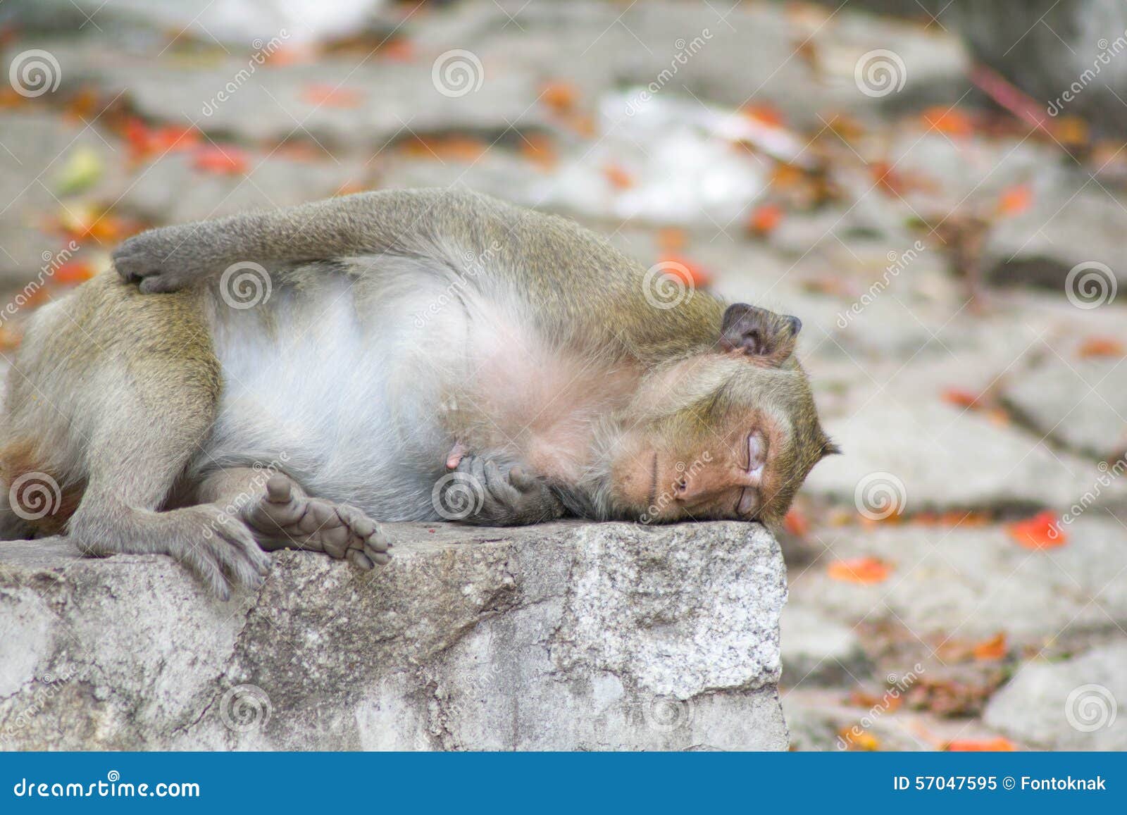 Monkeys sleeping stock image. Image of forest, monkey - 57047595